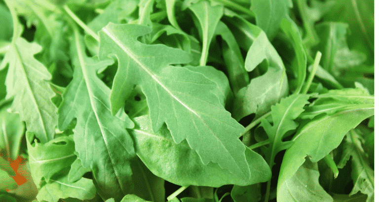 Rukkola ültetése termesztése és rukkola szedése -1 | }ői Ne