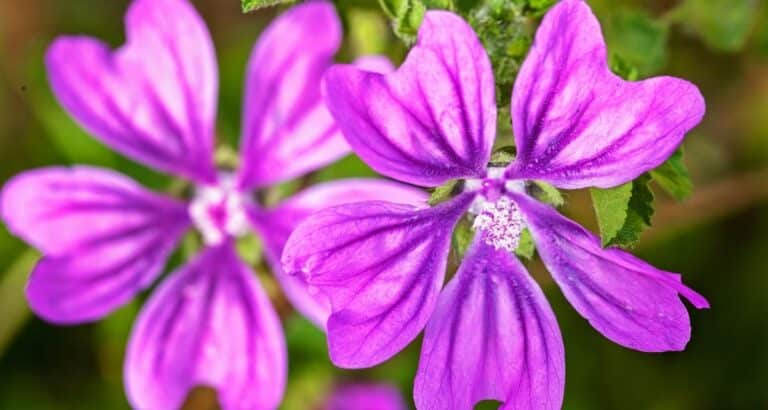 Mályva gyökér és tea, krém hatásai - Női Net Portál magazin